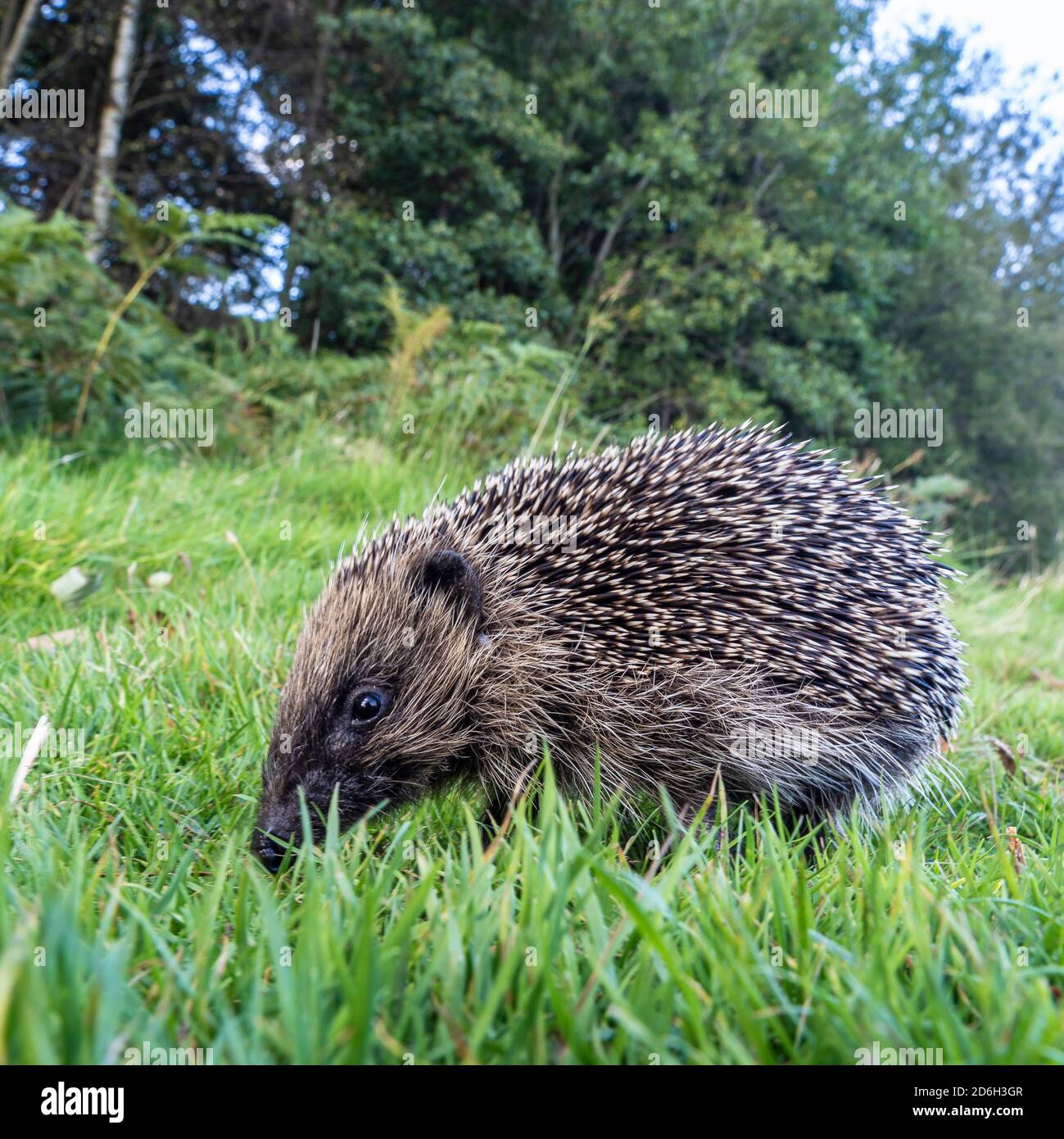 Hedgepig hi-res stock photography and images - Alamy