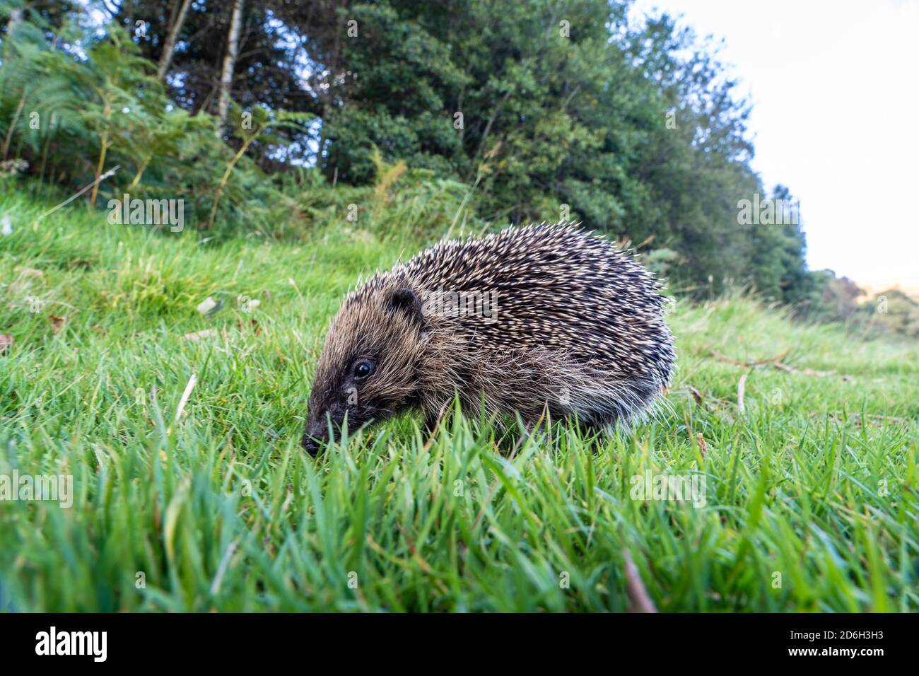 Hedgehog hunting hi-res stock photography and images - Alamy