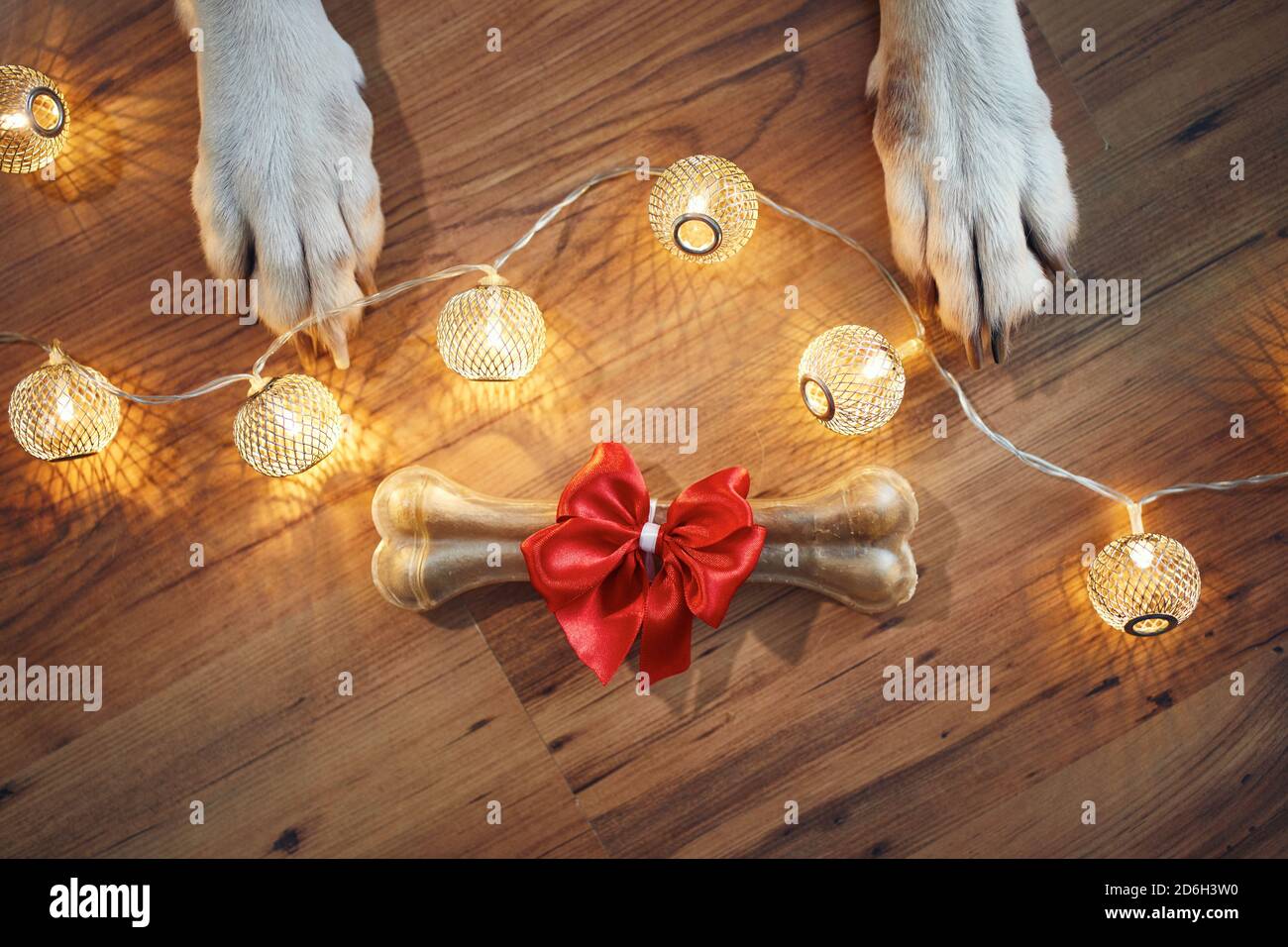 Holiday celebration at home. Bone with red ribbon as Christmas gift for ...