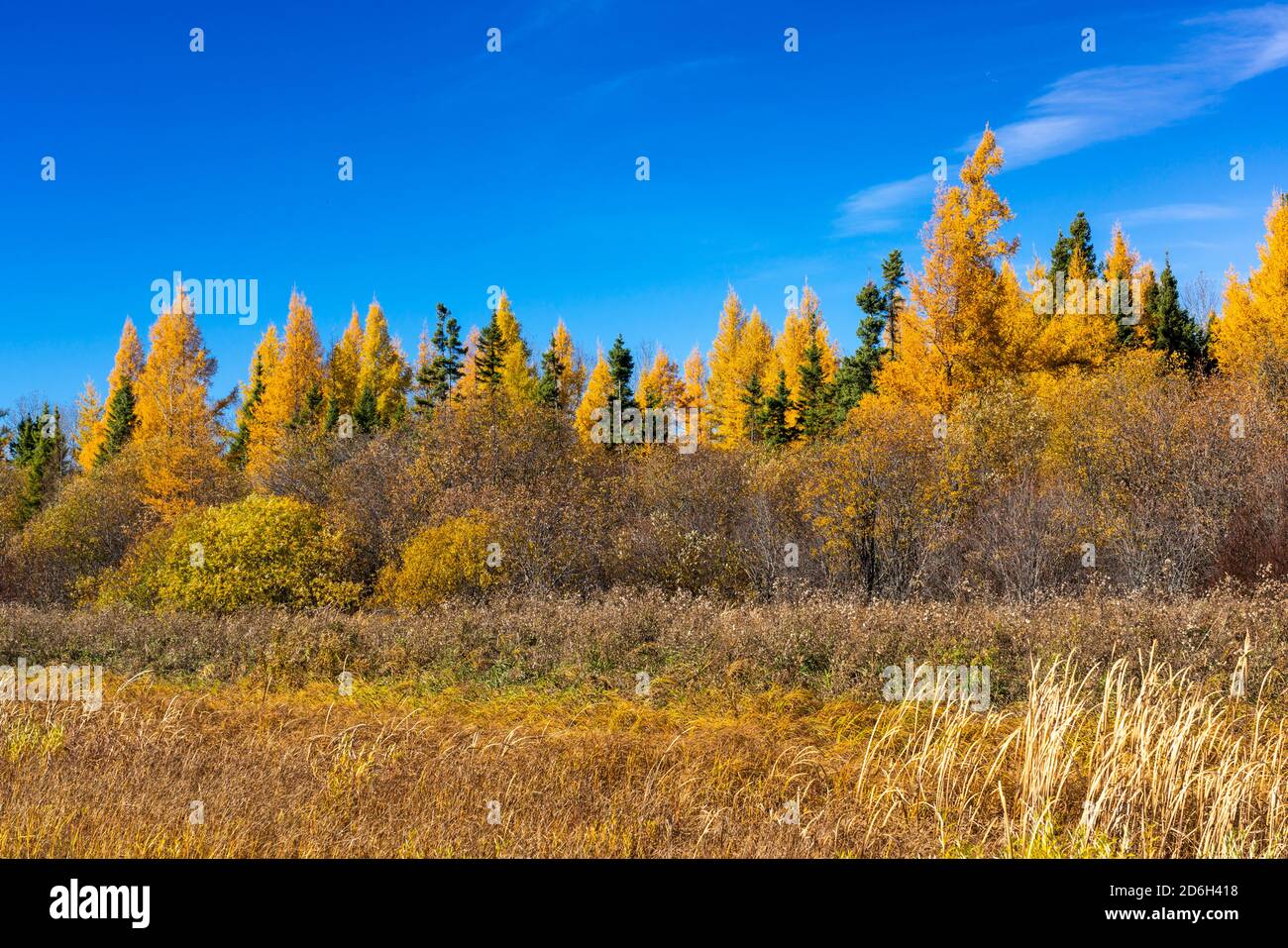 Fall foliage color in the larch trees near Sundown, Manitoba, Canada ...