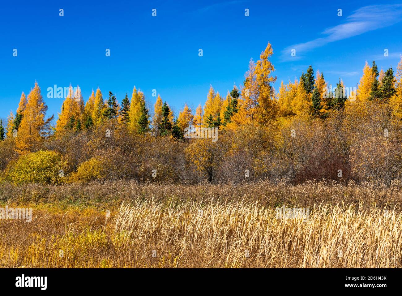 Fall foliage color in the larch trees near Sundown, Manitoba, Canada ...