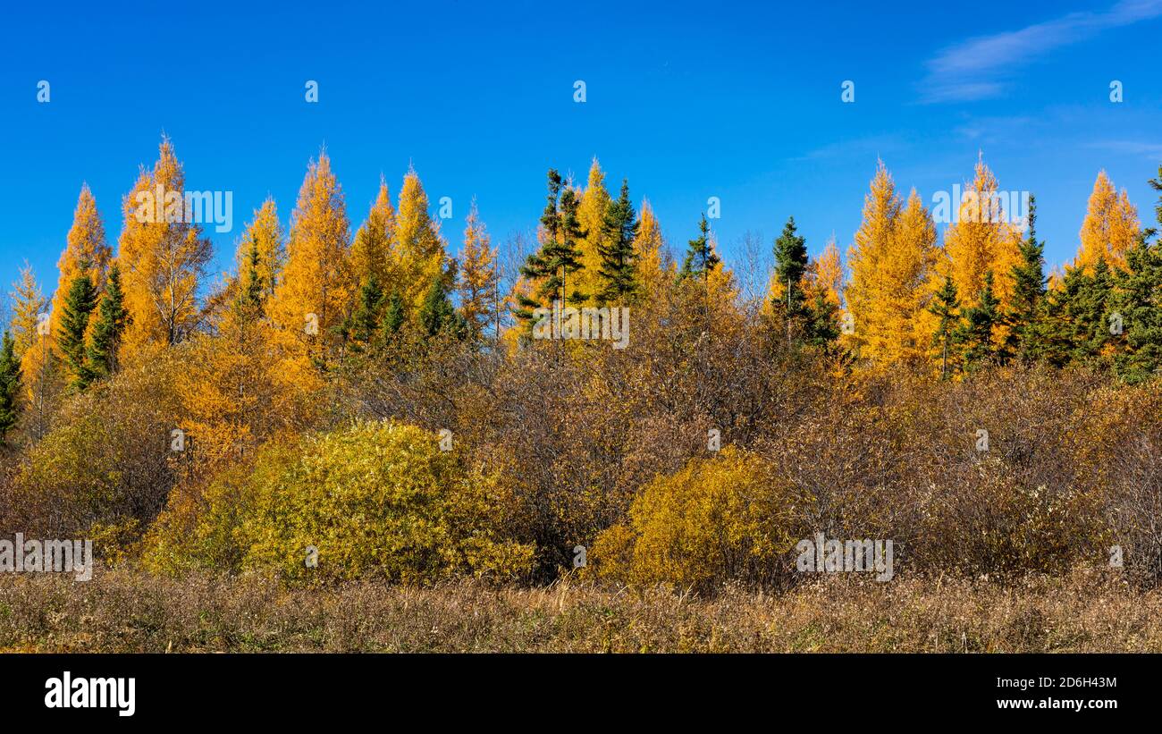 Fall foliage color in the larch trees near Sundown, Manitoba, Canada ...