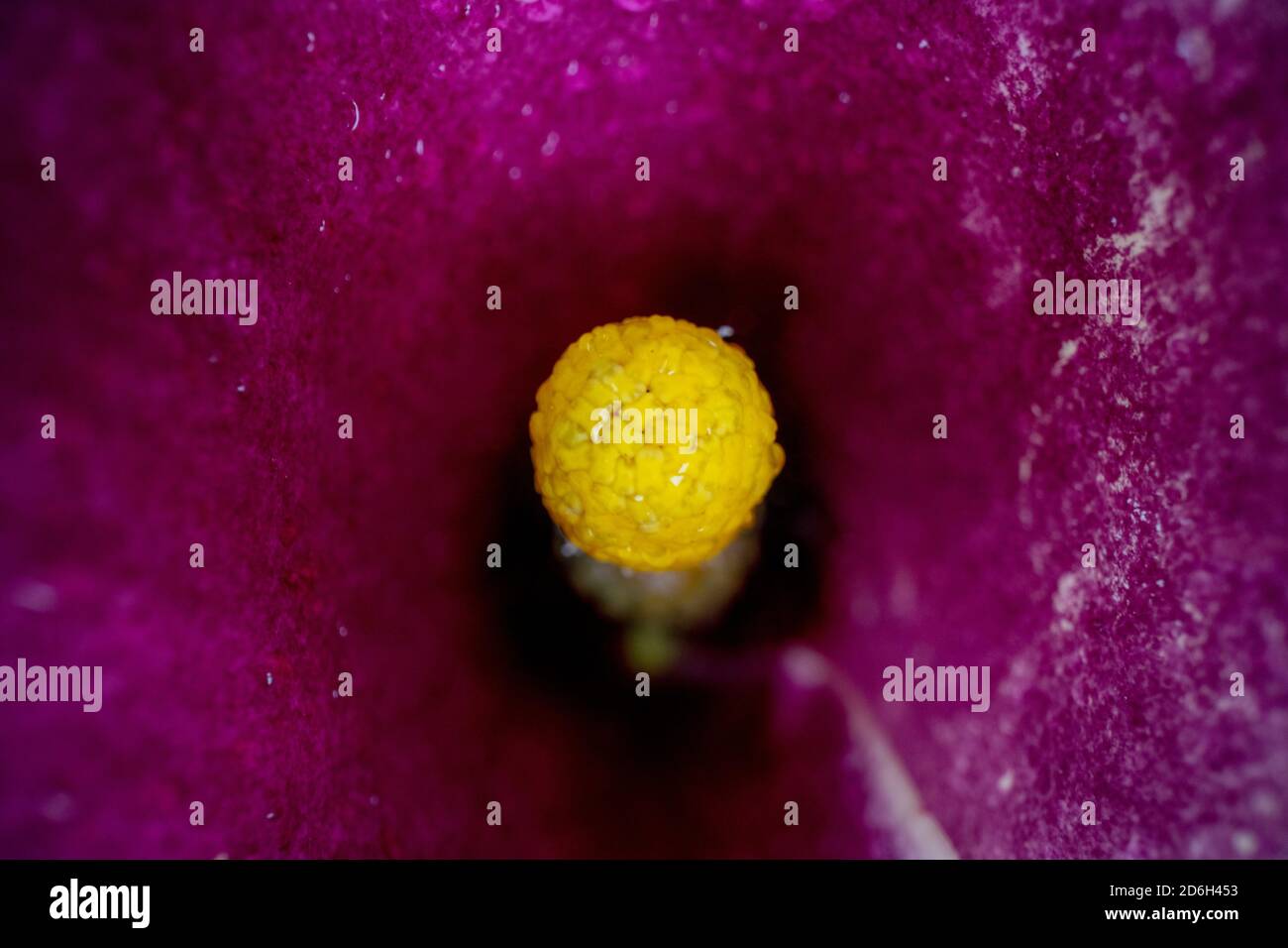 Texture of Pistil In Calla Lily in front garden Stock Photo - Alamy
