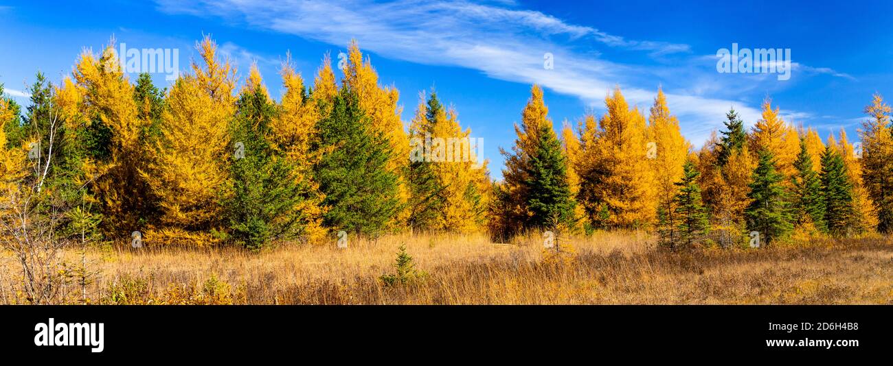 Fall foliage color in the larch trees near Sundown, Manitoba, Canada ...