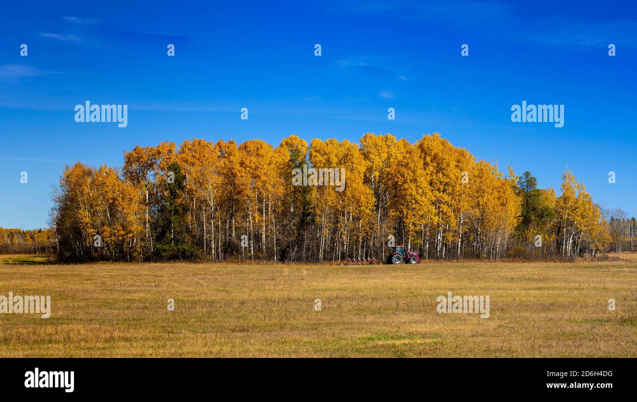 Fall foliage color in the trees near Sundown, Manitoba, Canada Stock ...