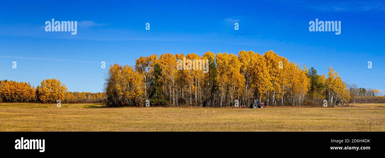 Fall foliage color in the trees near Sundown, Manitoba, Canada Stock ...