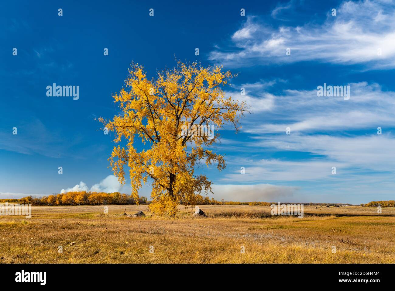 Lone tree in fall color hi-res stock photography and images - Alamy