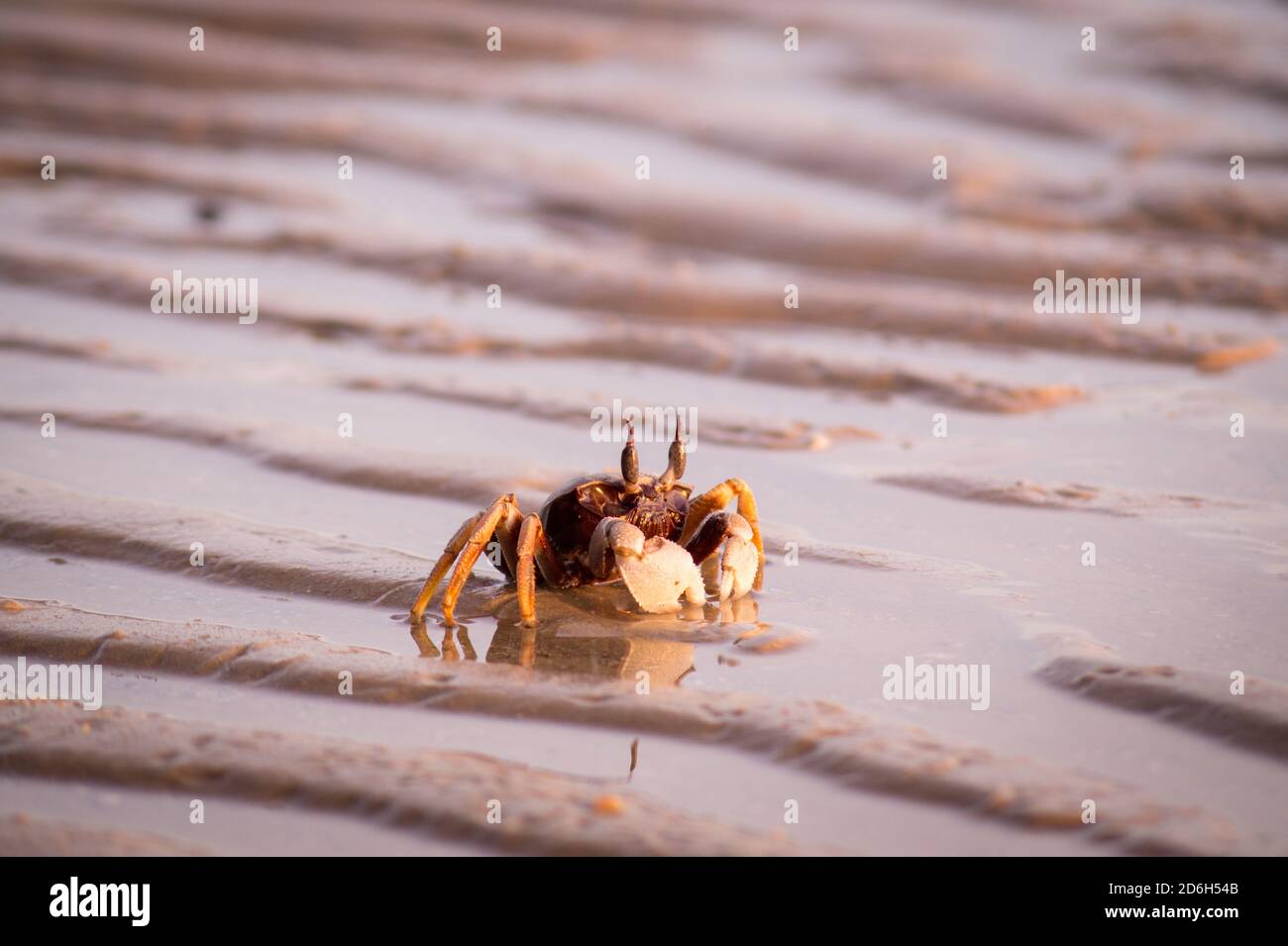 crab on the beach during sunset Stock Photo - Alamy