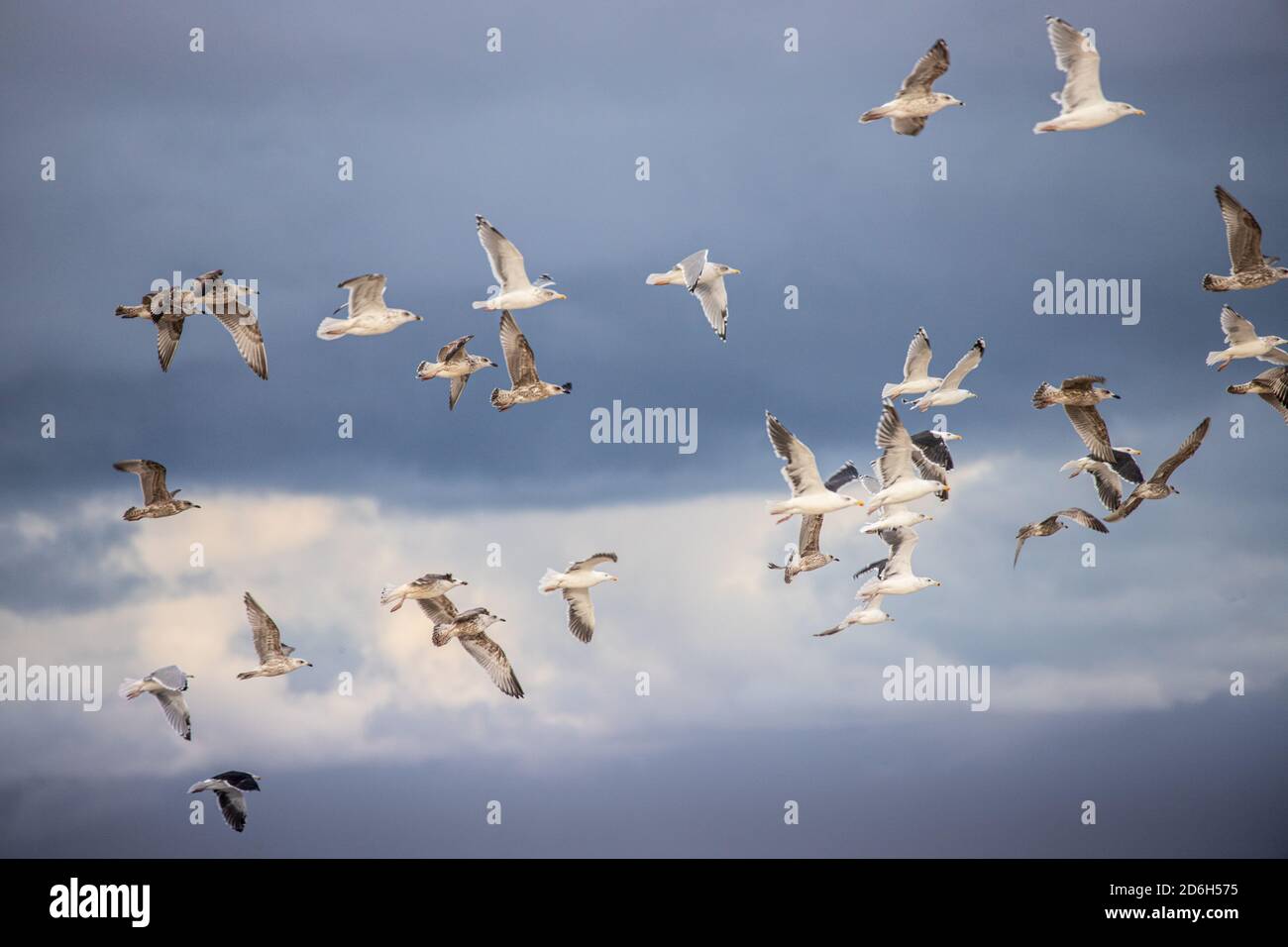 Swarm movement hi-res stock photography and images - Alamy