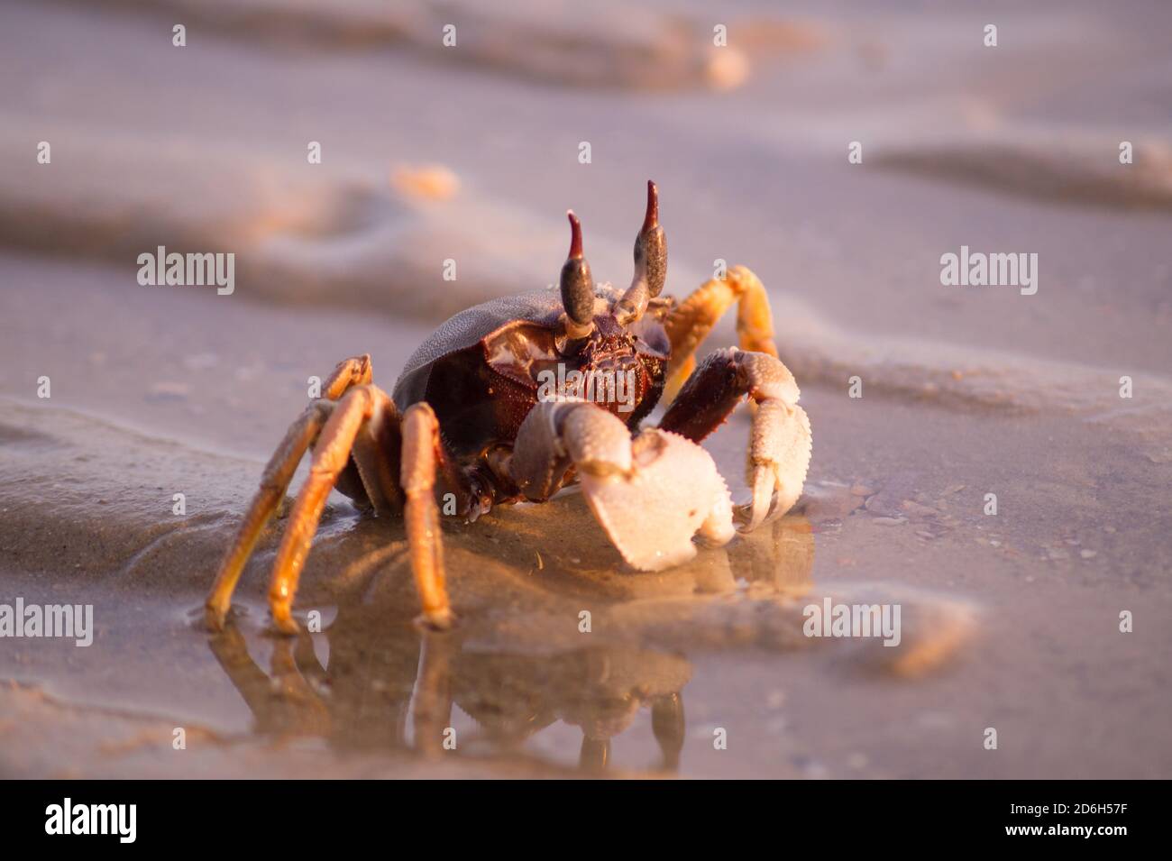 crab on a beach Stock Photo - Alamy