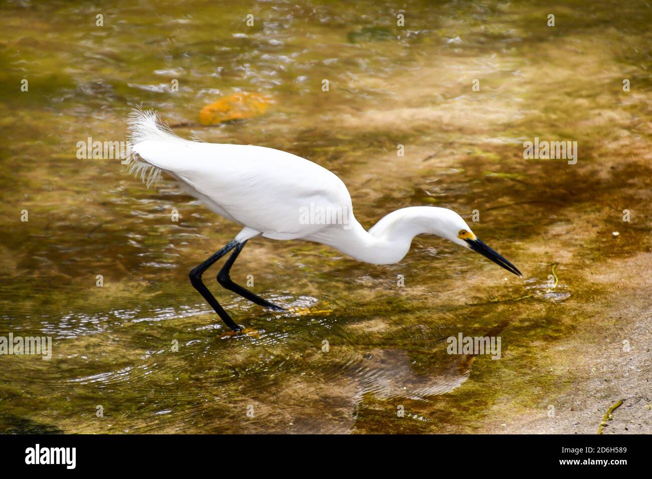 great egret on beach, in costa rica central america Stock Photo - Alamy