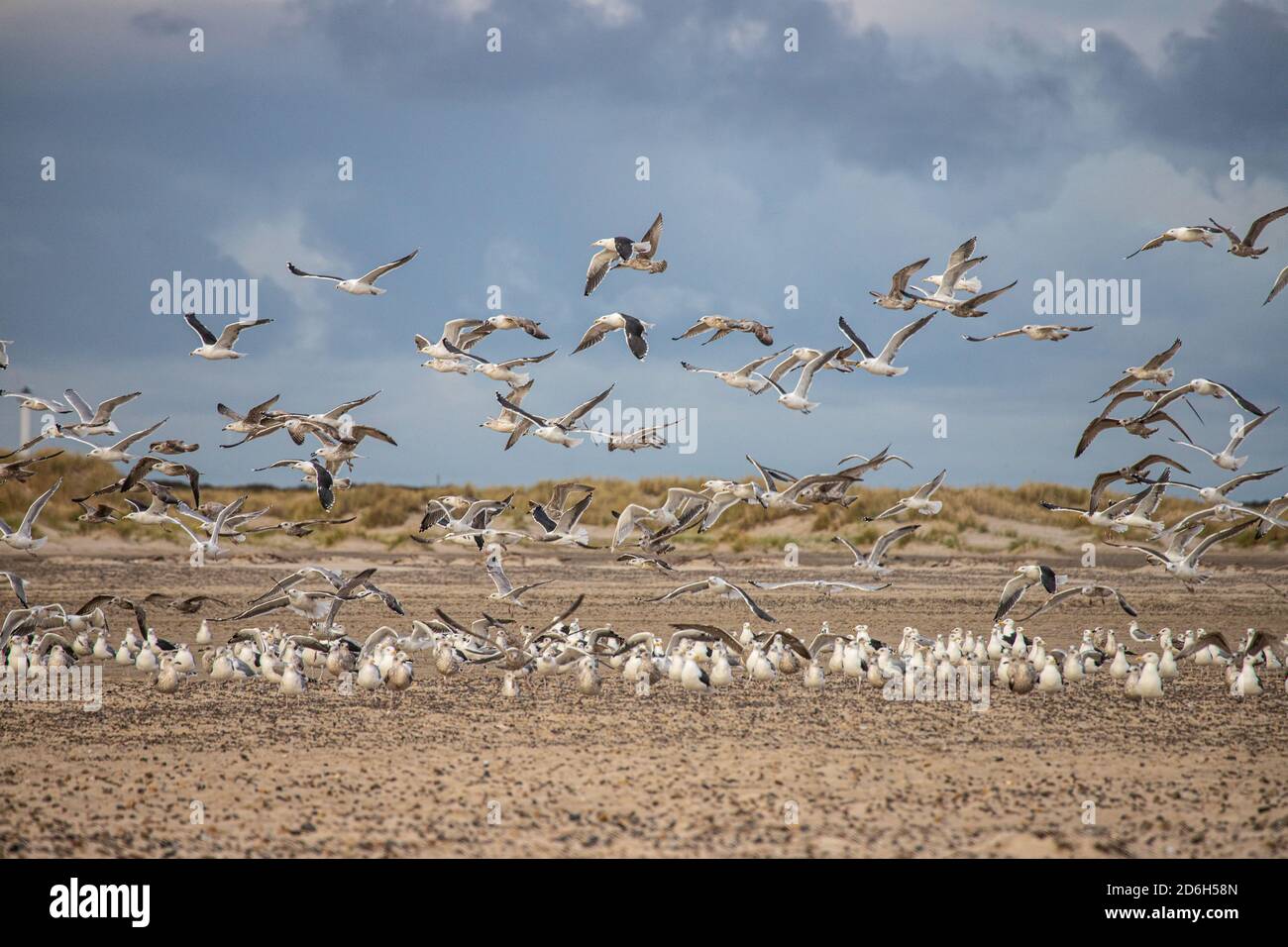 Swarm of birds hi-res stock photography and images - Alamy