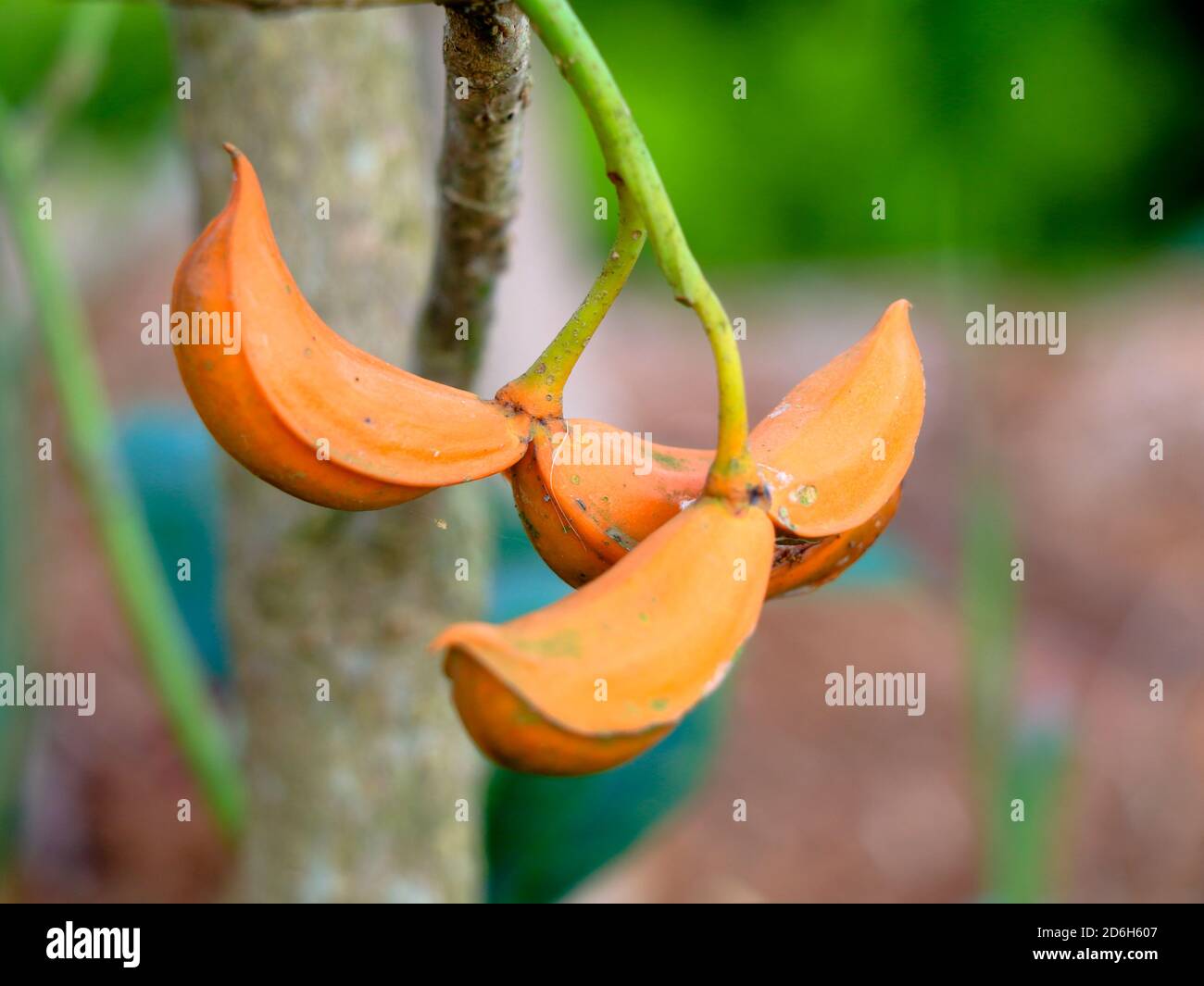 Orange color seeds of Tabernaemontana alternifolia tree in the ...