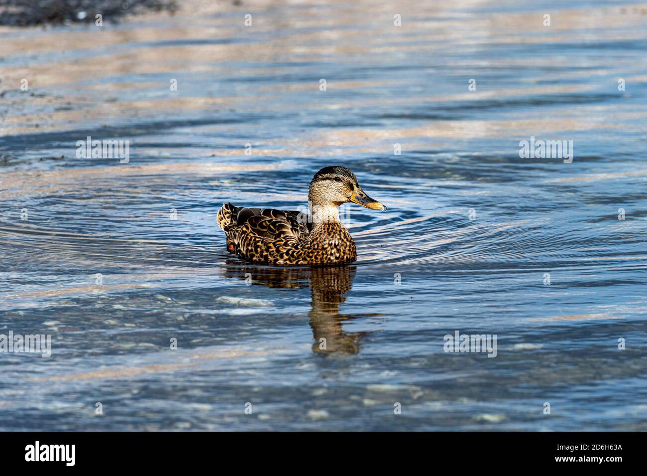 A brown duck swimming in blue water. The duck is reflected in the water ...