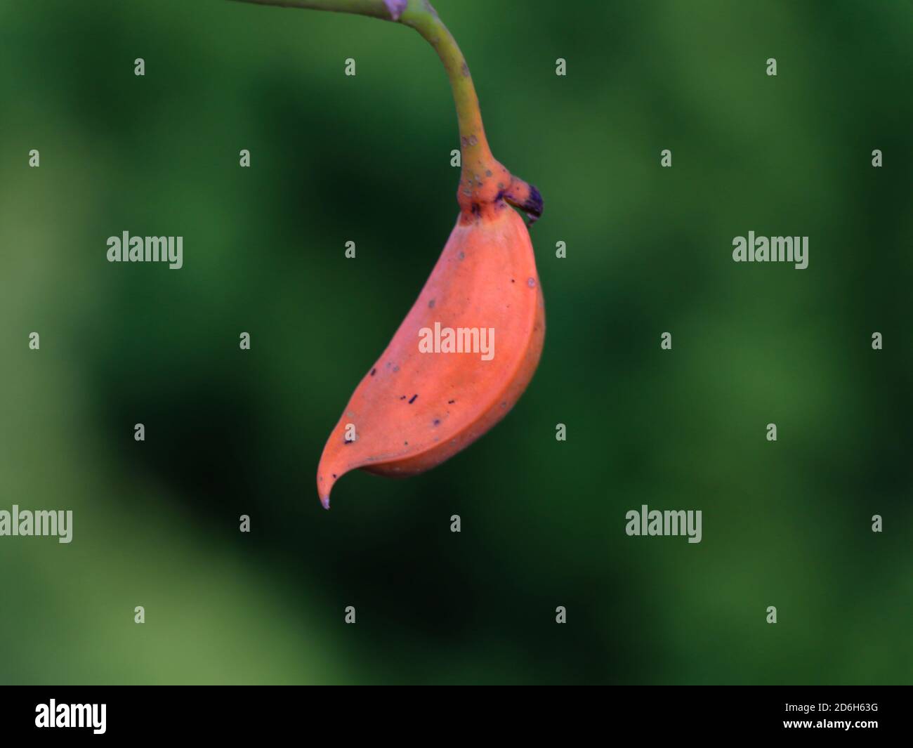 Orange color seeds of Tabernaemontana alternifolia tree in the ...