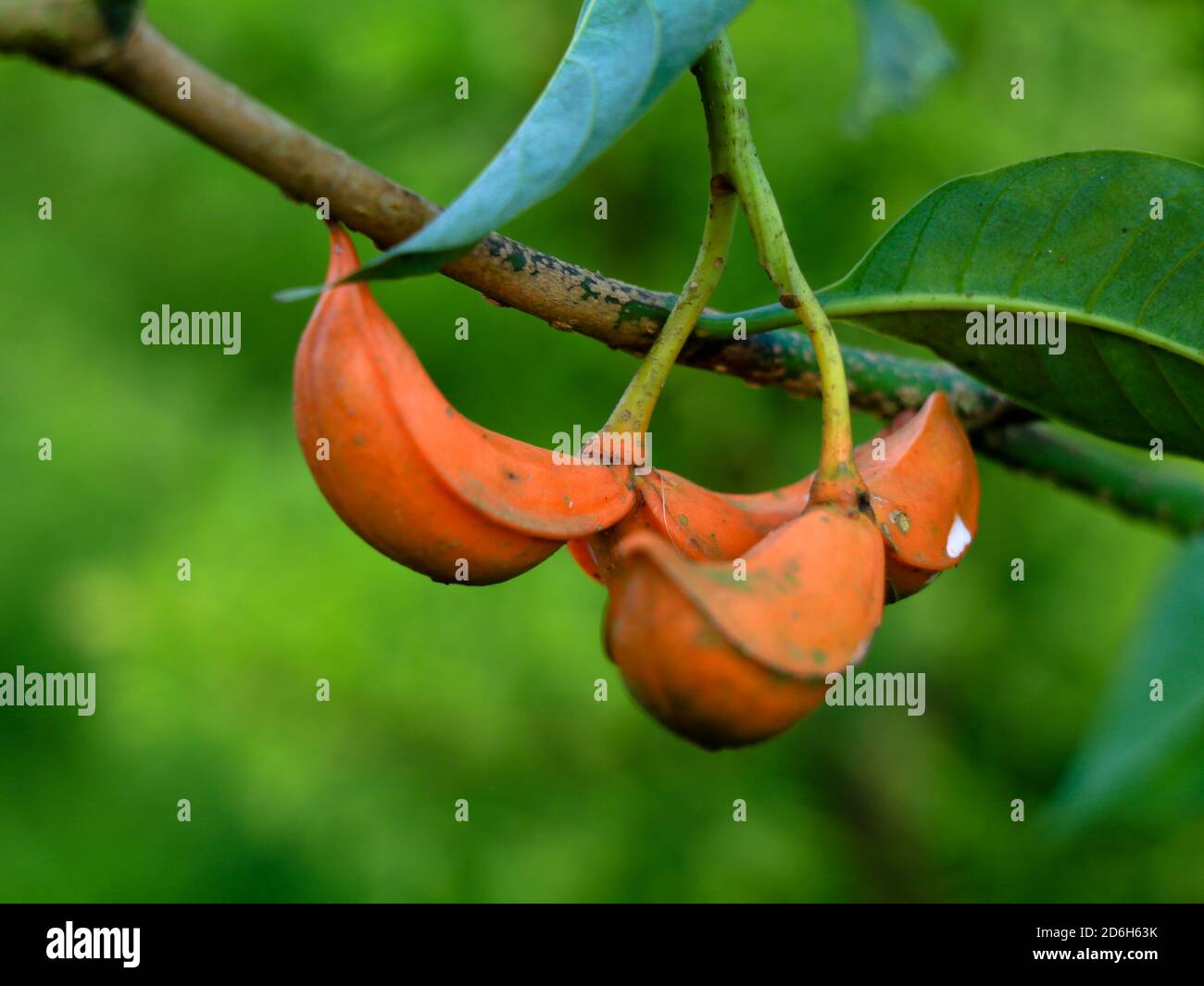 Orange color seeds of Tabernaemontana alternifolia tree in the ...