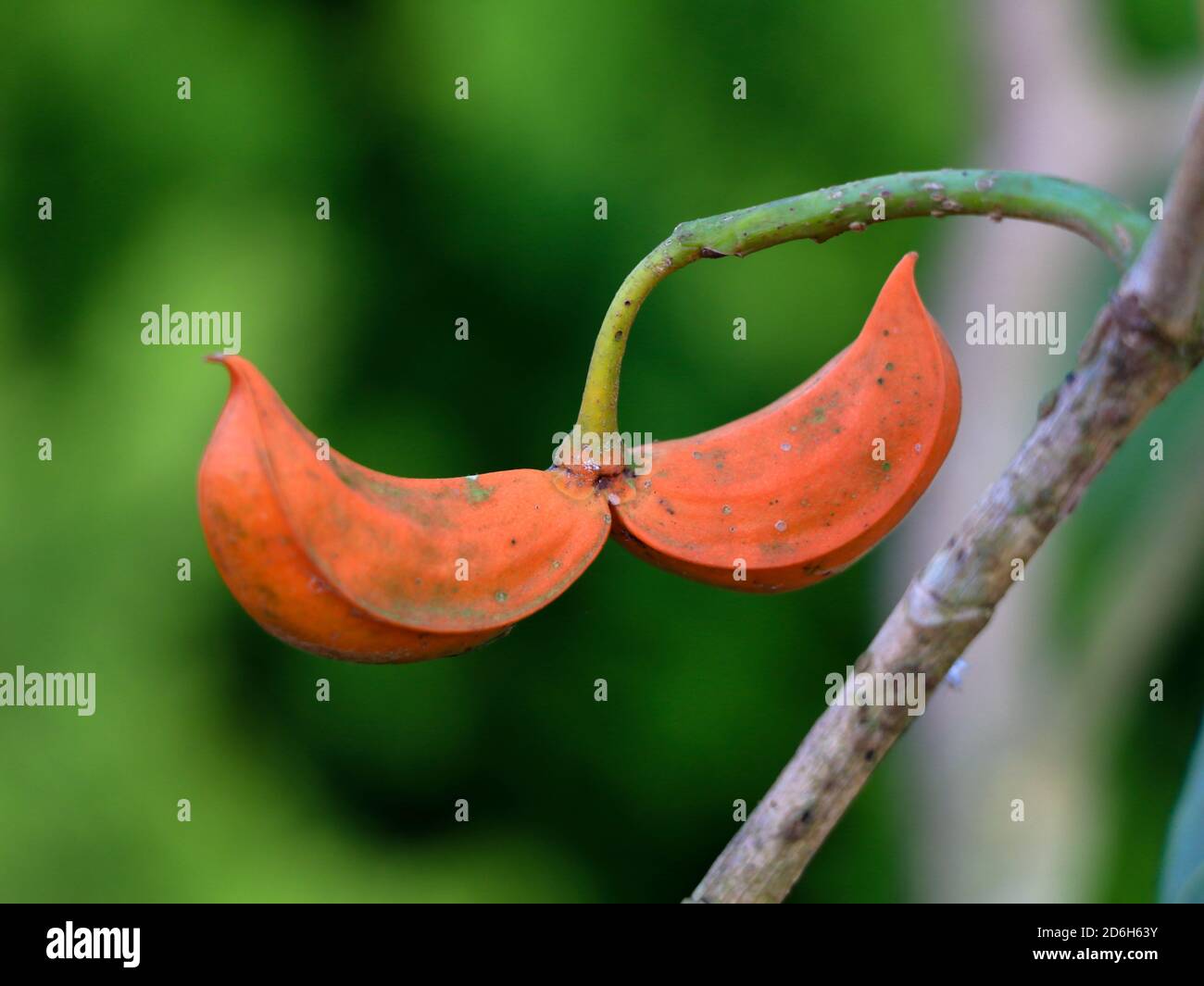 Apocynaceae family hi-res stock photography and images - Alamy