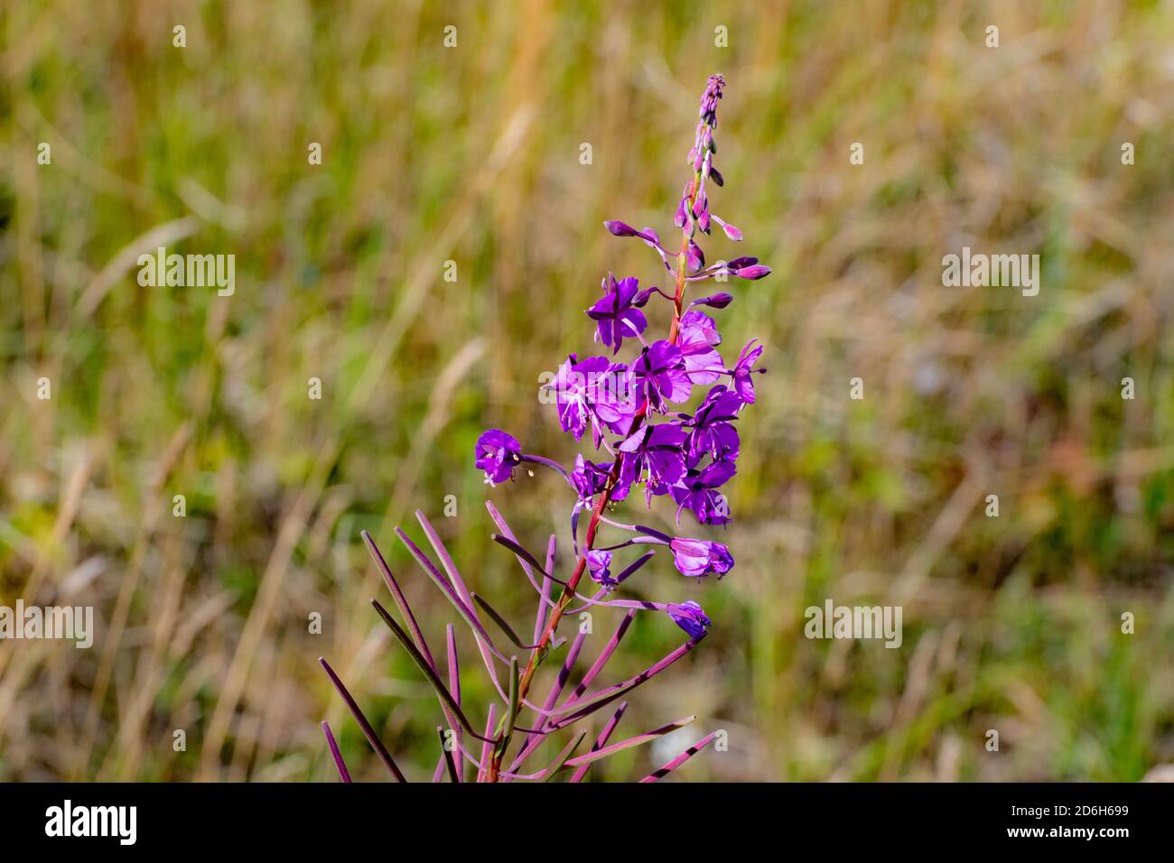 Itching plant hi-res stock photography and images - Alamy
