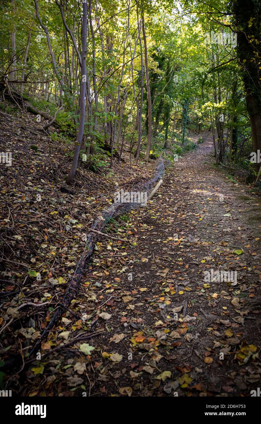 Muddy footpath through woodlands with a broken fence marking private ...