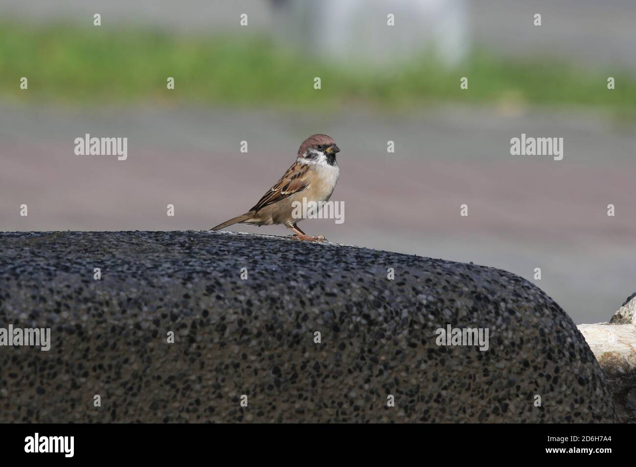 Sparrow standing hi-res stock photography and images - Alamy