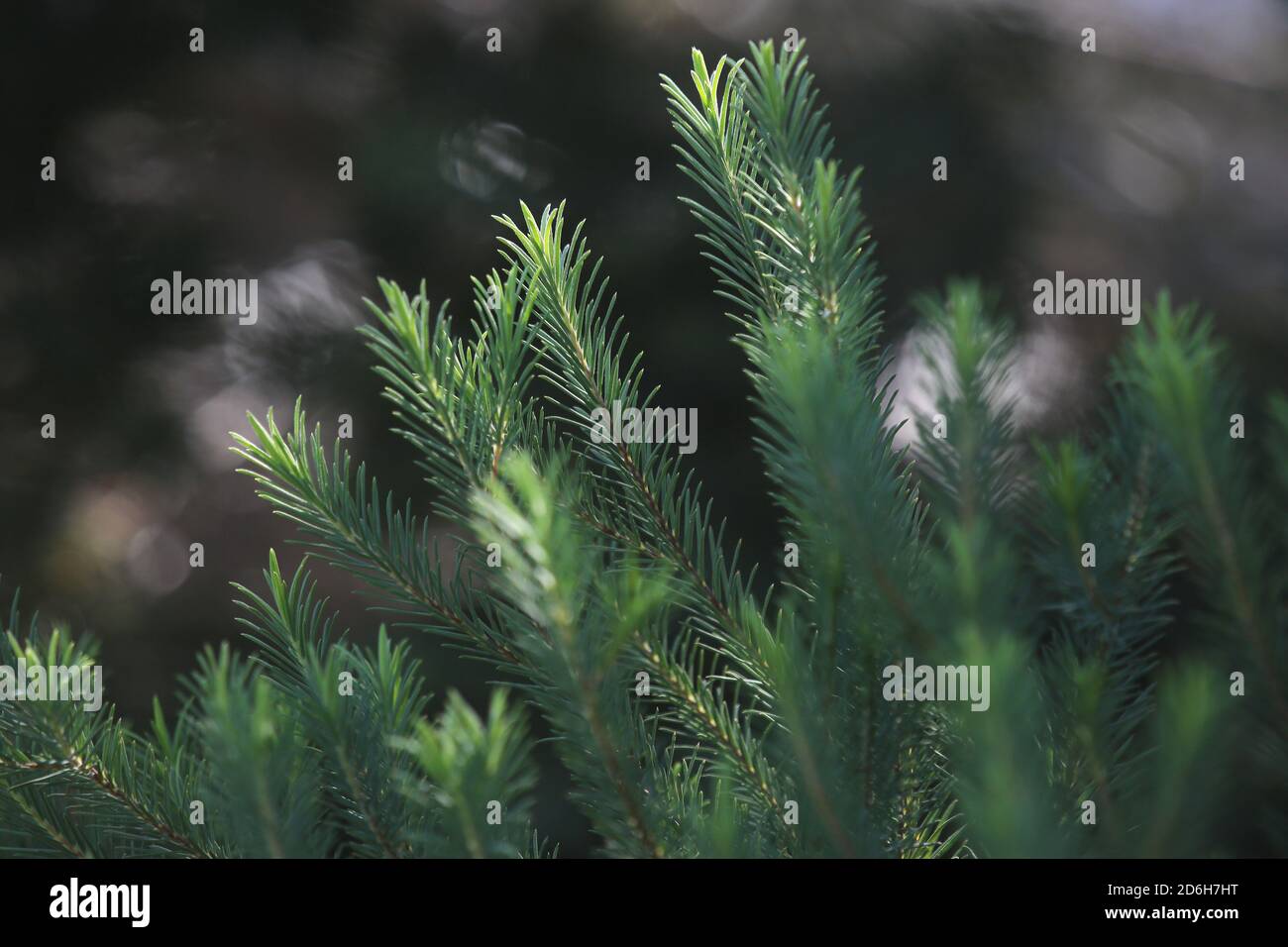 Pine tree leaves hi-res stock photography and images - Alamy