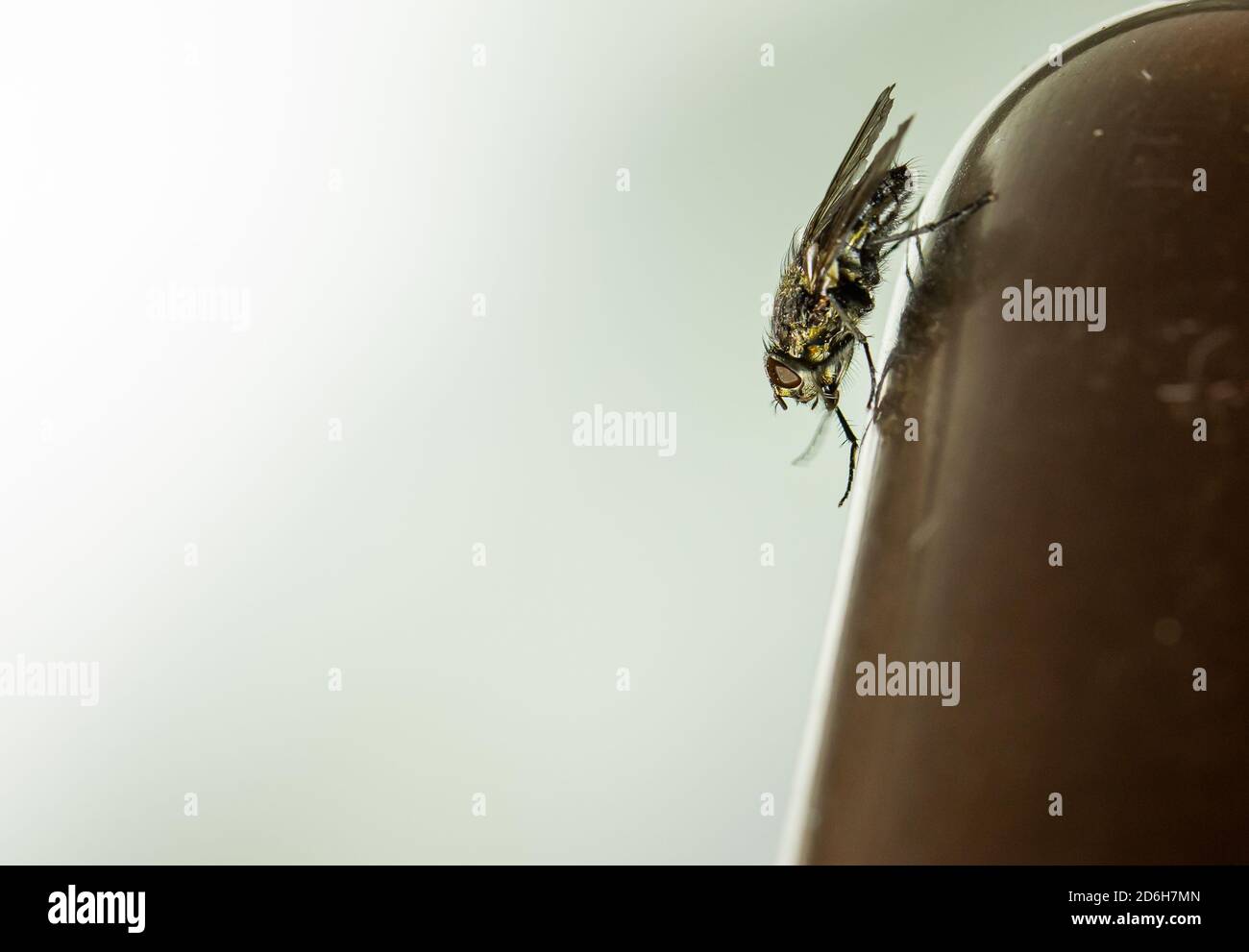 Polleniidae hi-res stock photography and images - Alamy