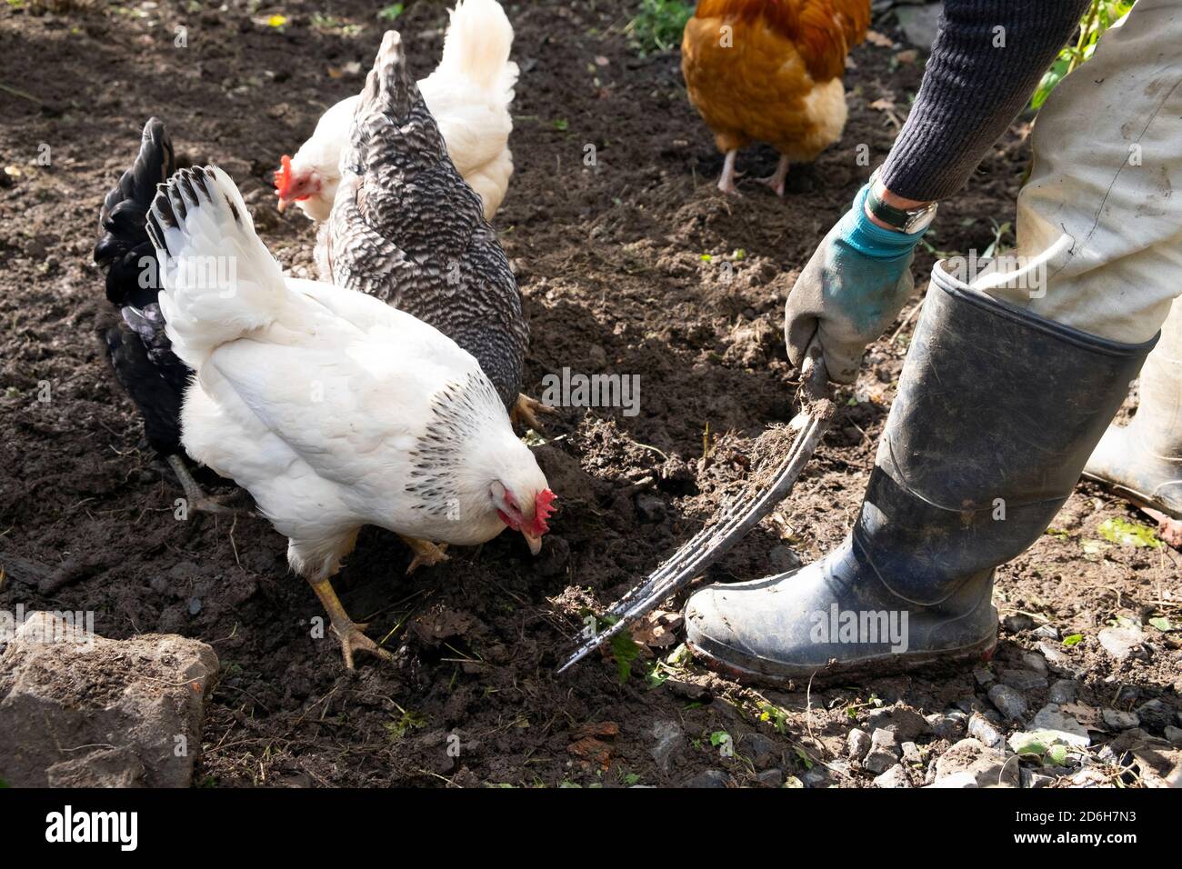 Freerange hens hi-res stock photography and images - Alamy