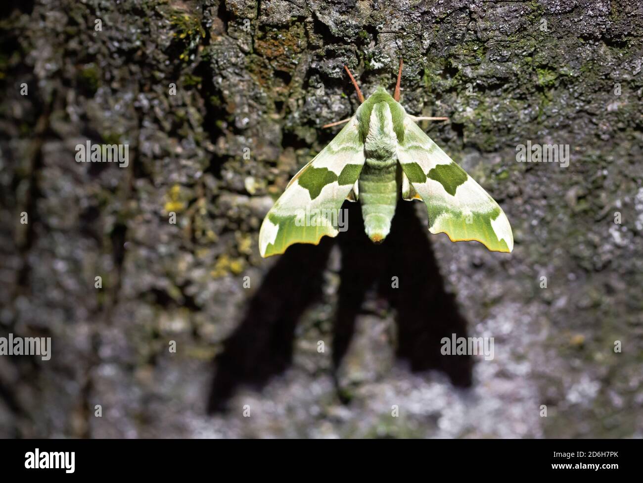 Lime hawk moths hi-res stock photography and images - Alamy