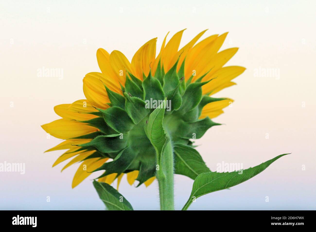 Sunflower, back view Stock Photo - Alamy