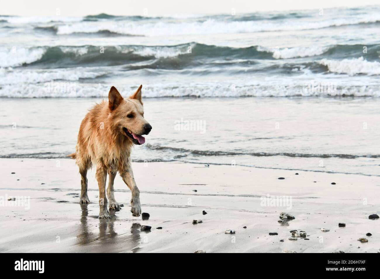 dog on the beach in samara nicoya costa rica central america Stock ...