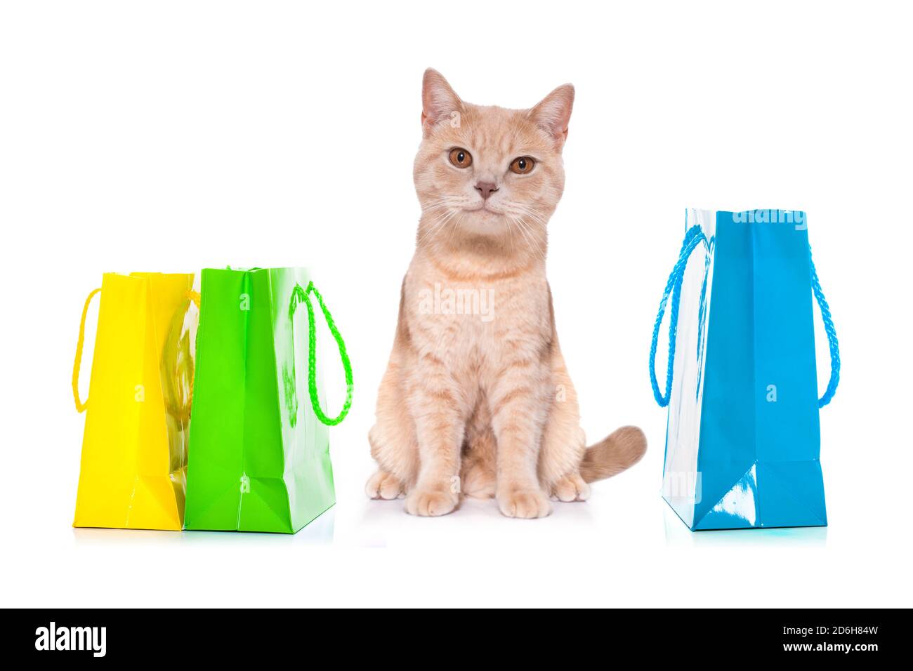 cat with shopping bags ready for discount and sale at the mall ...