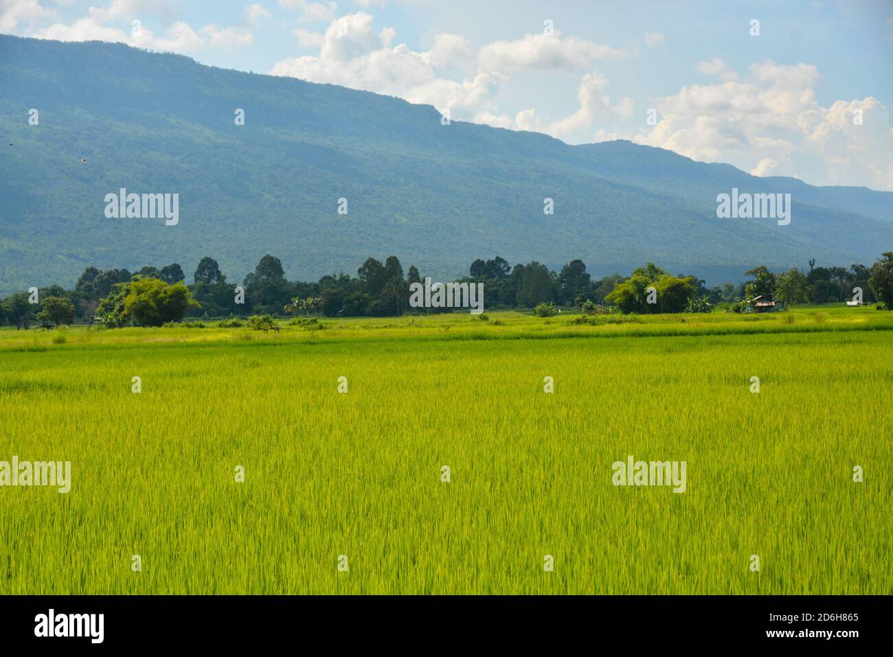 The rice paddy field in Thailand Stock Photo - Alamy