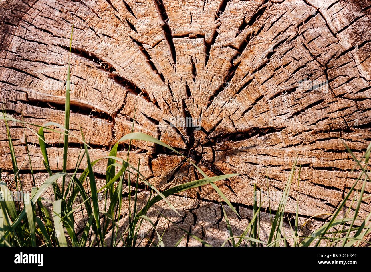 The annual rings of a felled tree show how fast it has grown over the ...