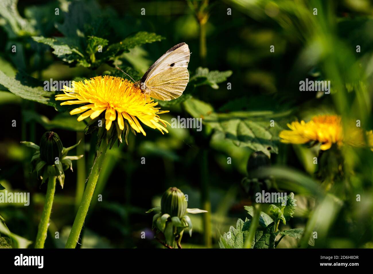 Life cycle of insects hi-res stock photography and images - Alamy