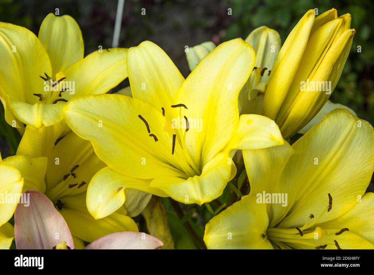 Yellow lily flowers in a garden bouquet Stock Photo - Alamy