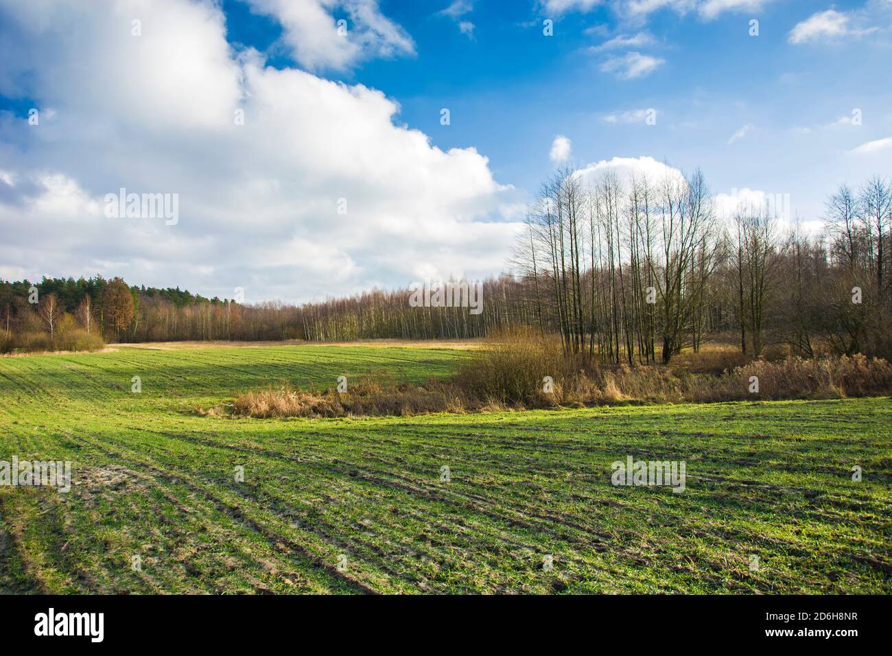 Forest field hi-res stock photography and images - Alamy