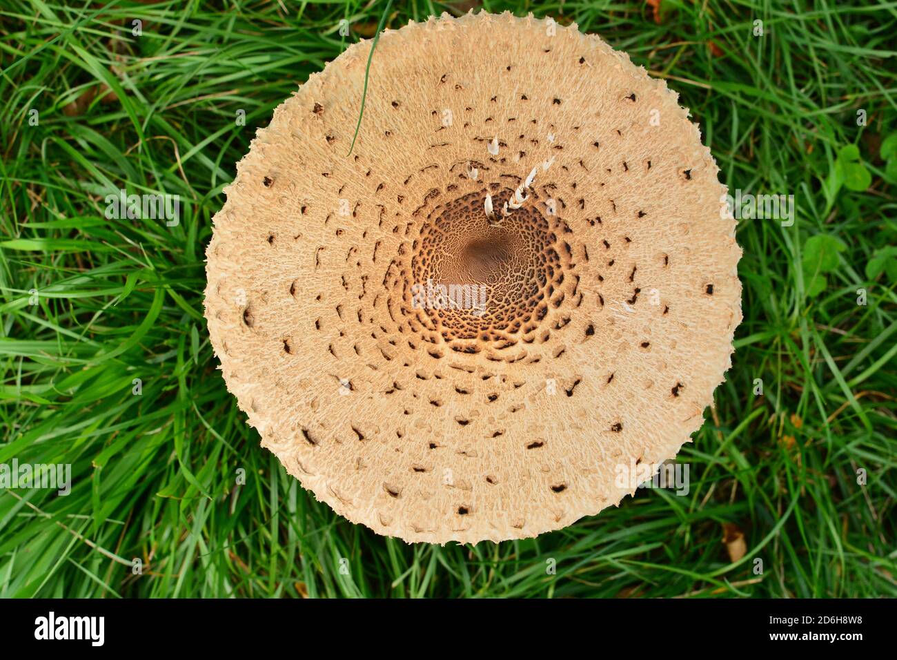 Bird's-eye view of a fully grown specimen of Macrolepiota procera ...