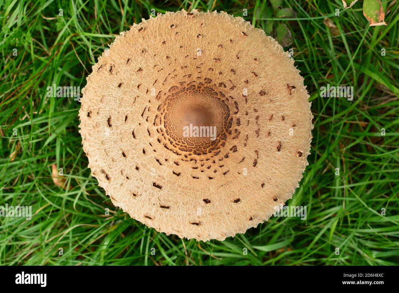 Bird's-eye view of a fully grown specimen of Macrolepiota procera ...
