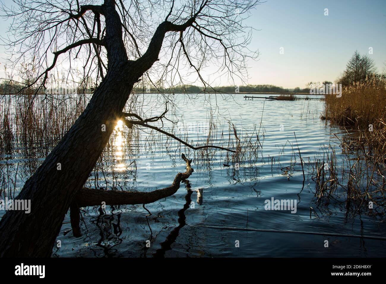 Tree without leaves above the water and sunshine in the lake Stock ...
