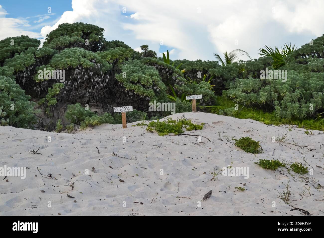 Protected site for the nesting of sea turtles on the white beaches of ...