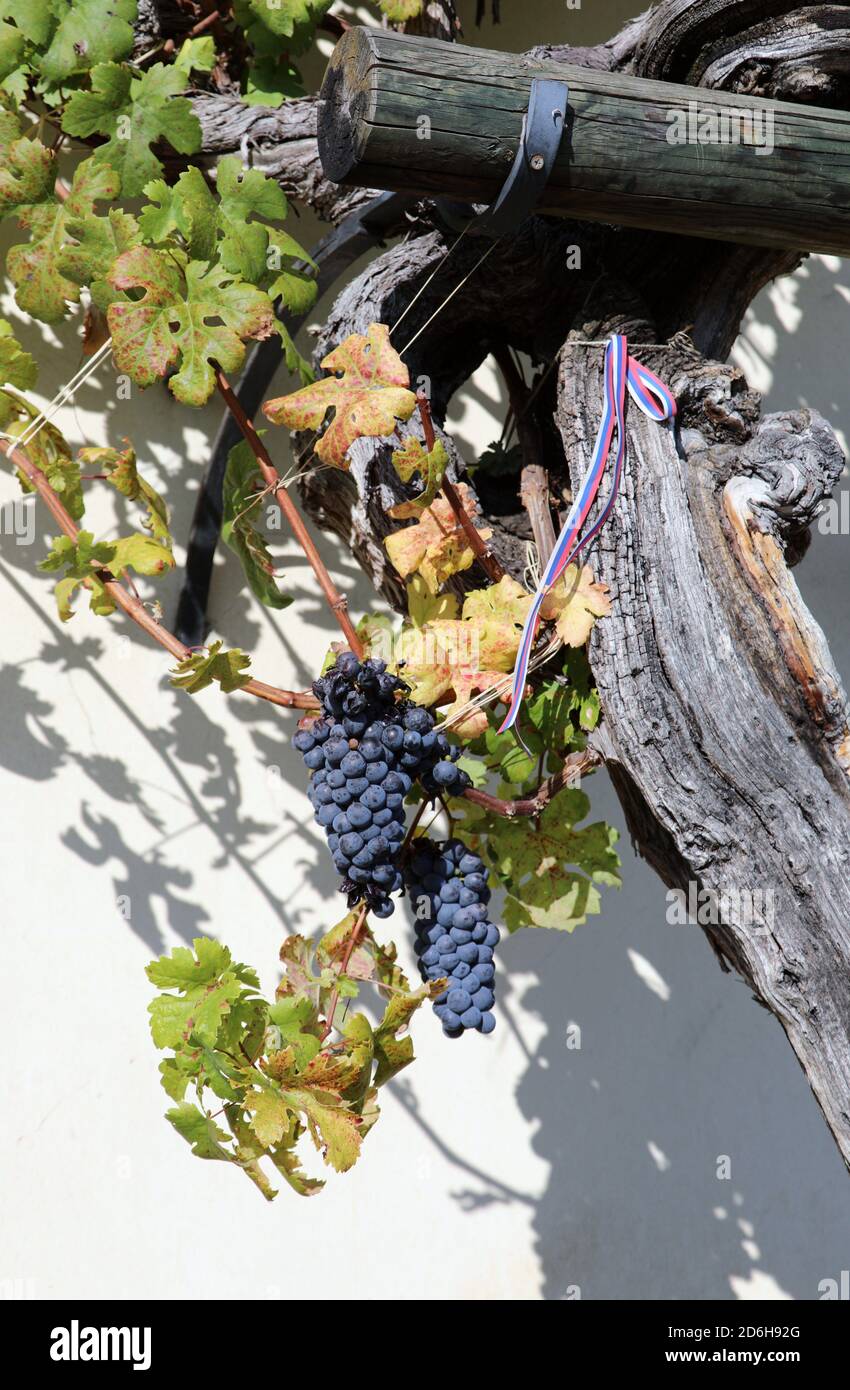 Museum of the worlds oldest vine hi-res stock photography and images ...
