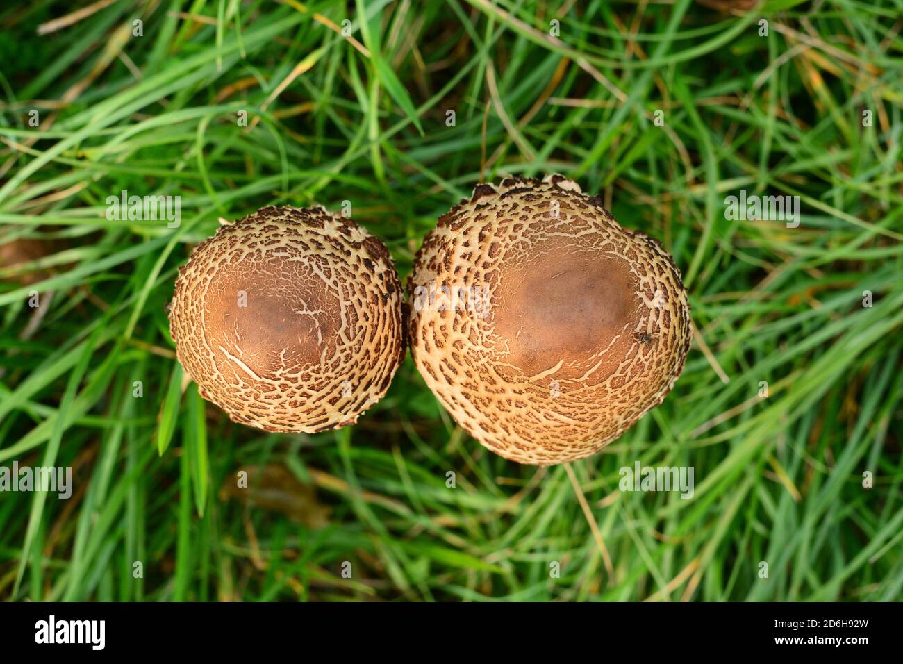 Bird's-eye view of a pair of not fully grown specimens of Macrolepiota ...