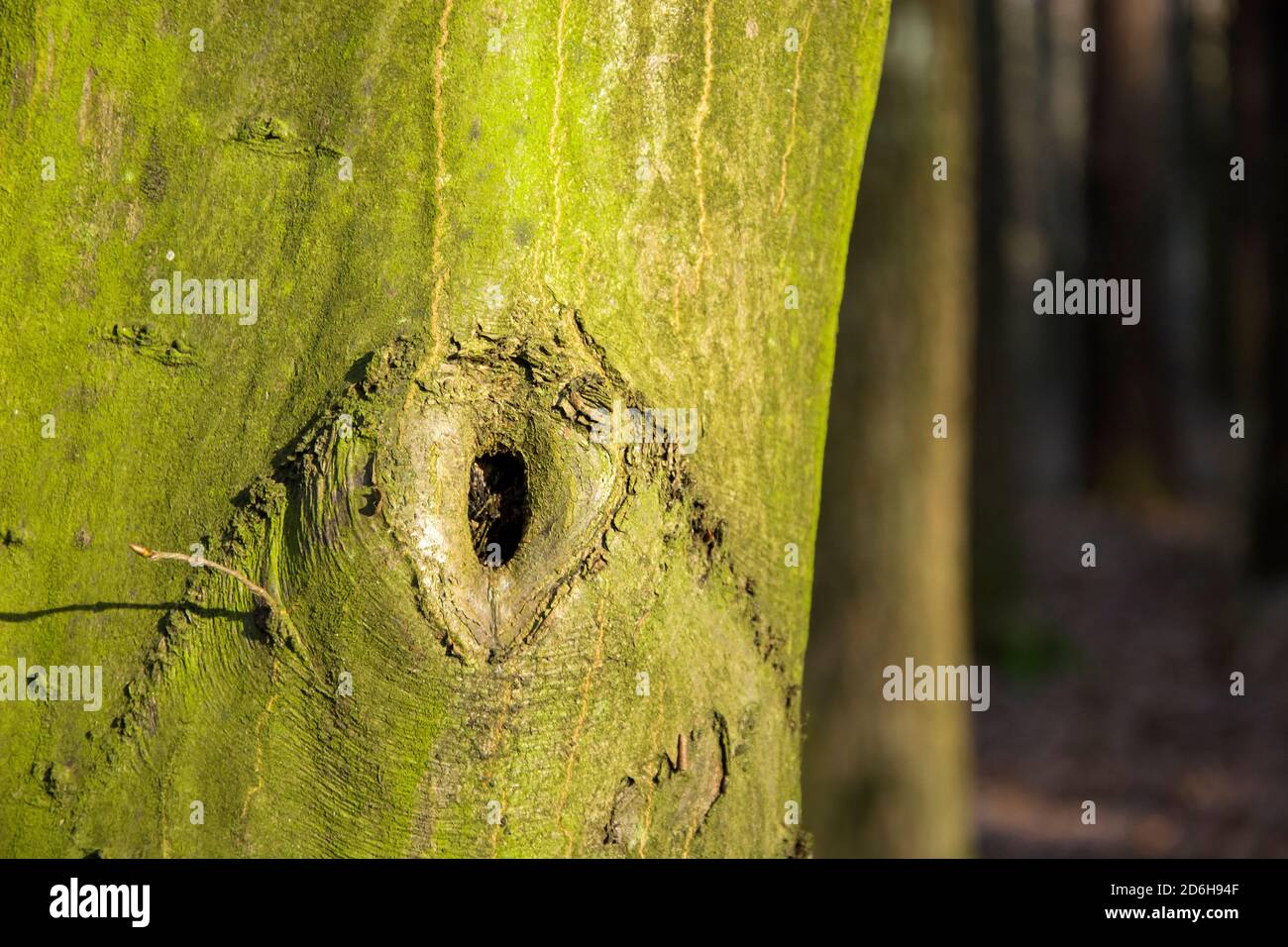 Hole for tree hi-res stock photography and images - Alamy