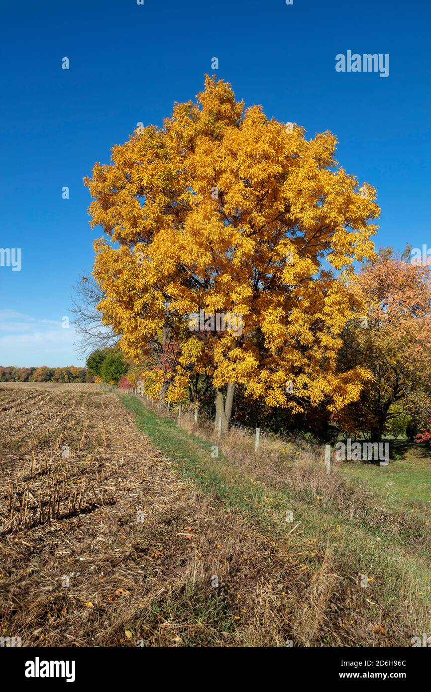 Shagbark Hickory tree (Carya ovata) along fence line, Autumn, Michigan ...