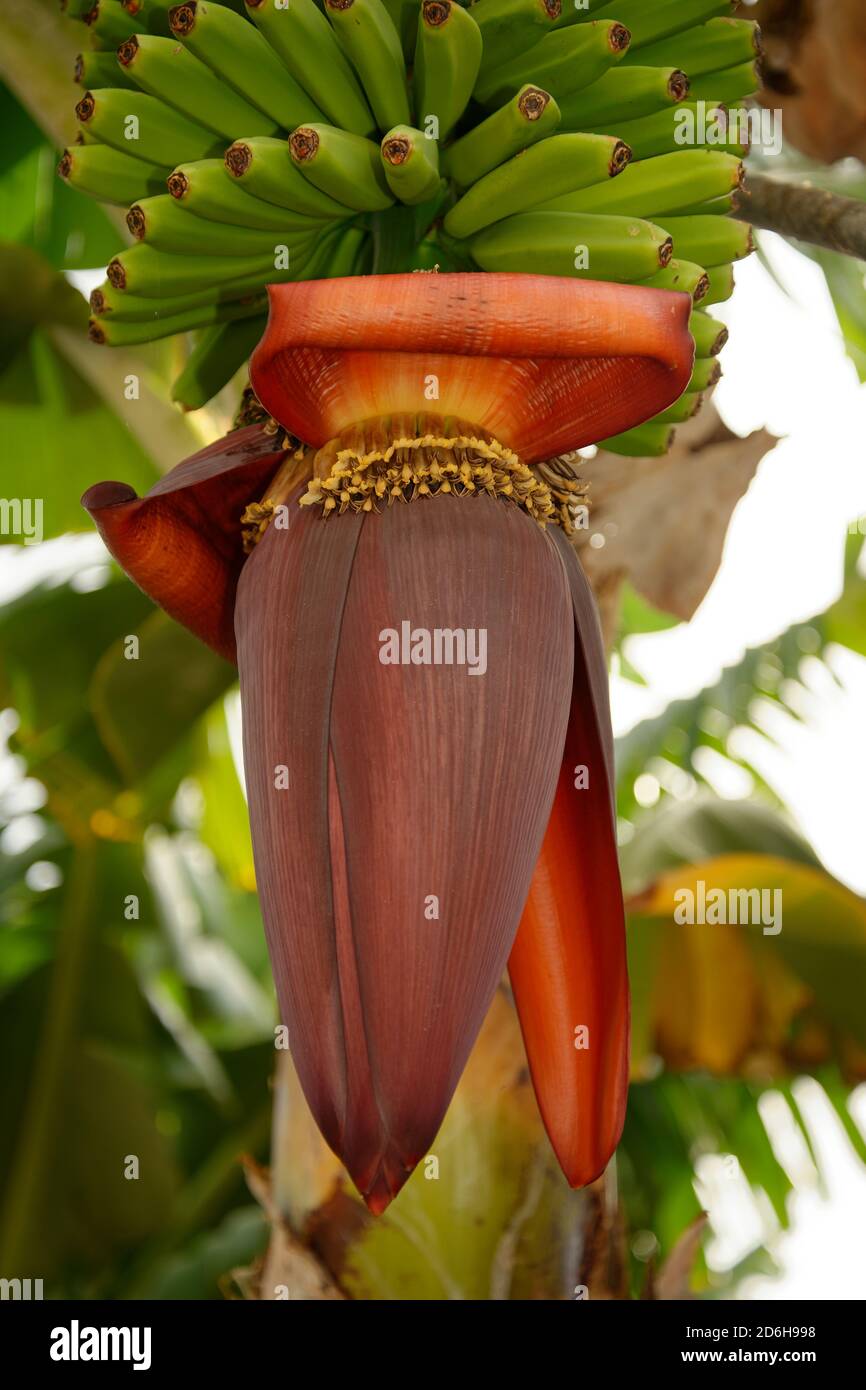 Banana tree and banana plantation in Costa Rica or Thailand and Canary ...