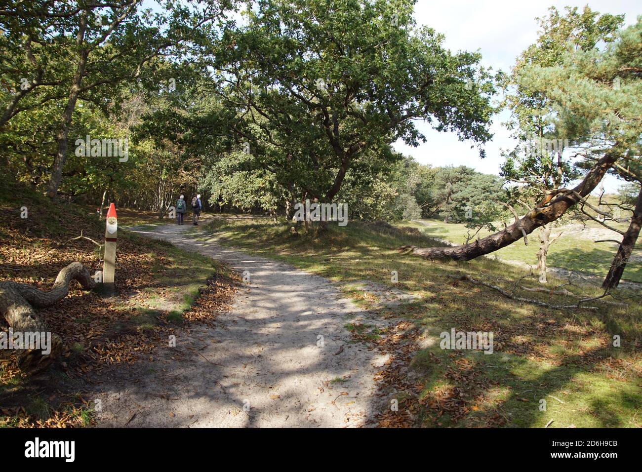 Pine trees in dutch dunes hi-res stock photography and images - Alamy