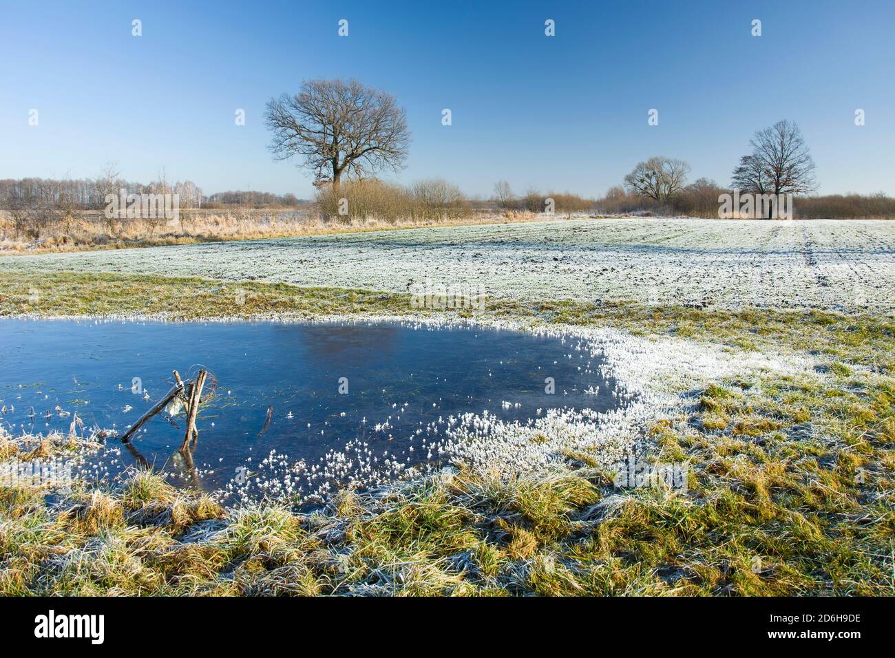 Frozen pond and frost on meadow, tree on horizon and blue sky Stock ...