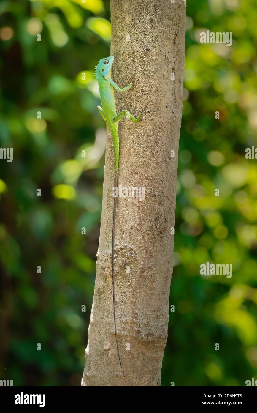 Lizard of malaysia hi-res stock photography and images - Alamy