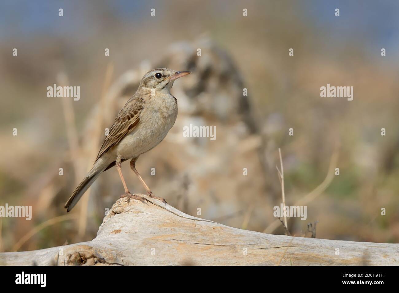 Tawny Pipit - Anthus campestris sitting medium-large passerine bird ...
