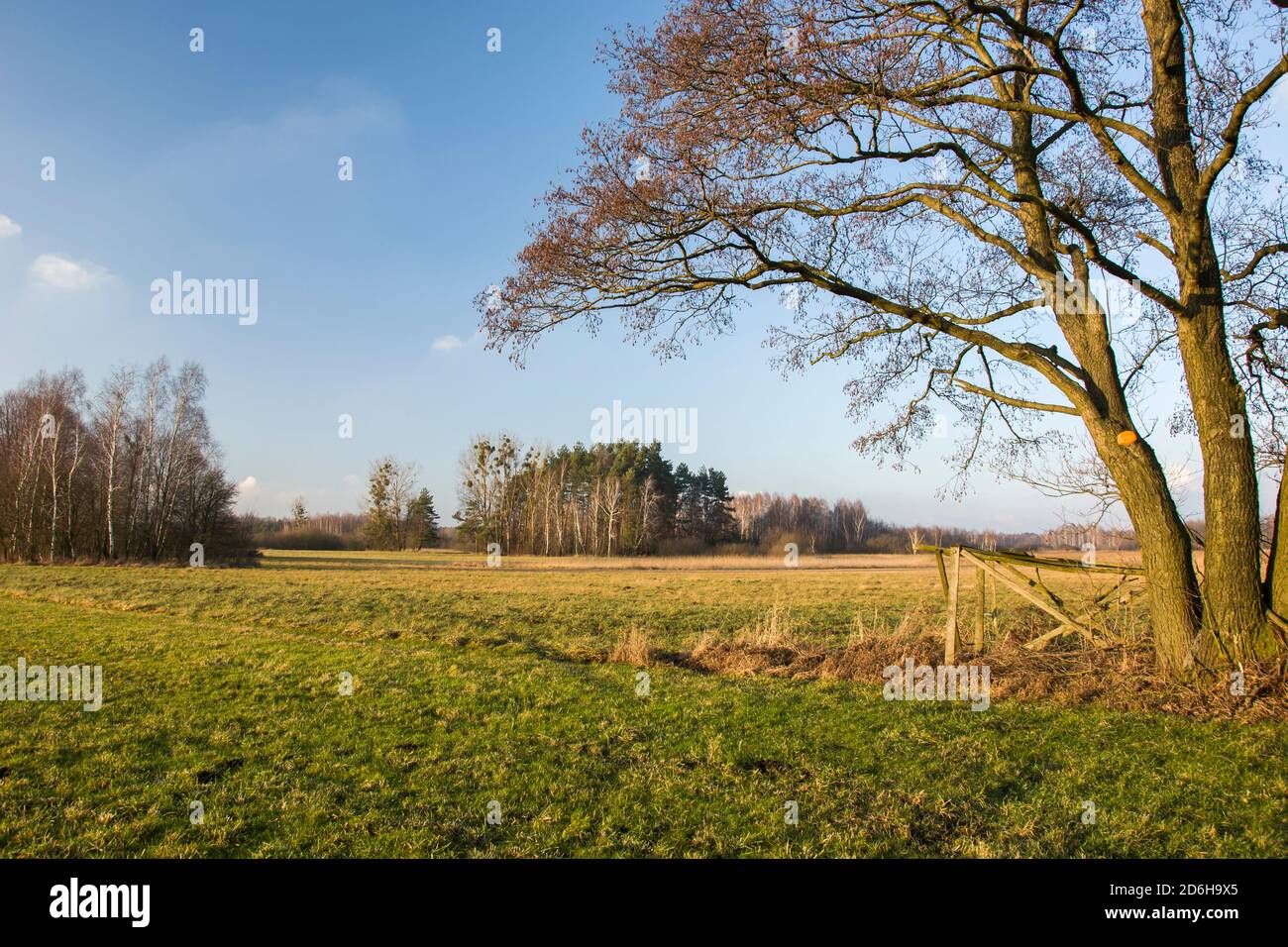 Beautiful landscape large tree in hi-res stock photography and images ...